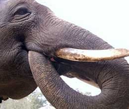Elephant Mimics Korean With Help Of His Trunk - आदमी की आवाज निकालने ...