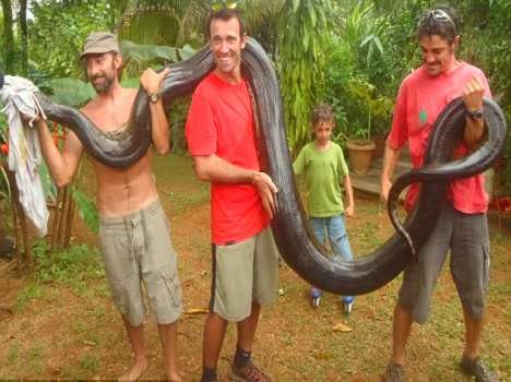Maths Teacher Captures 17 Foot Long Anaconda - मैथ्स टीचर ने पकड़ा 17 ...