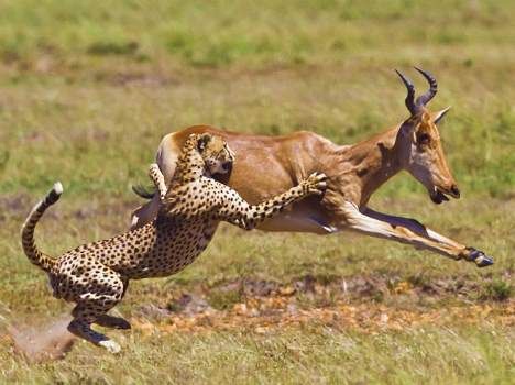 Fight Between Cheetah And Deer - हिरन ने दिखाया, ऐसी चालाकी हो तो चीते ...