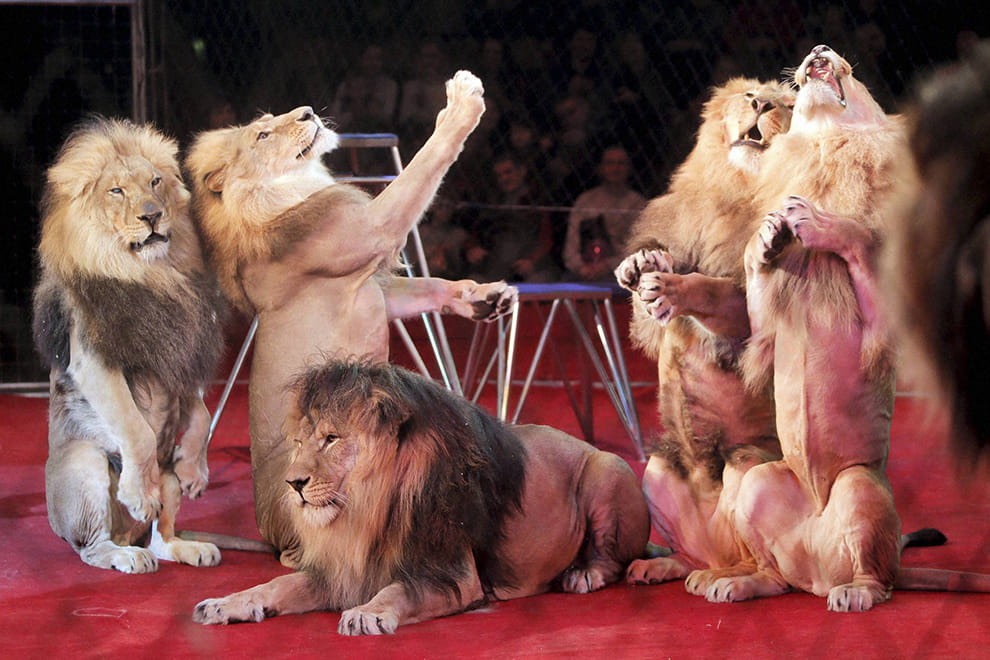 Egyptian Para Table Tennis Champion Ibrahim Hamato Returns A Shot ...