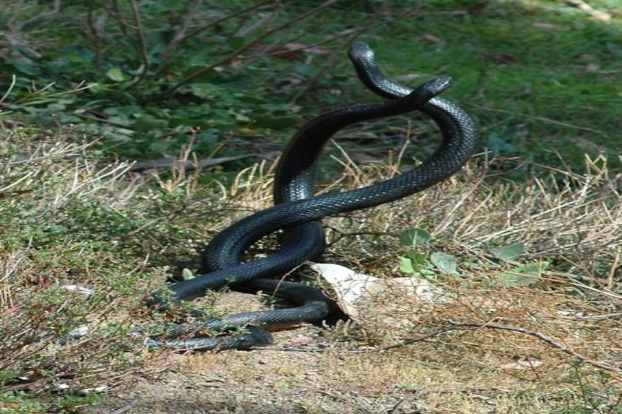 Mating Rituals In Animals - जानवरों के संभोग से जुड़े रोचक तथ्य - Amar ...