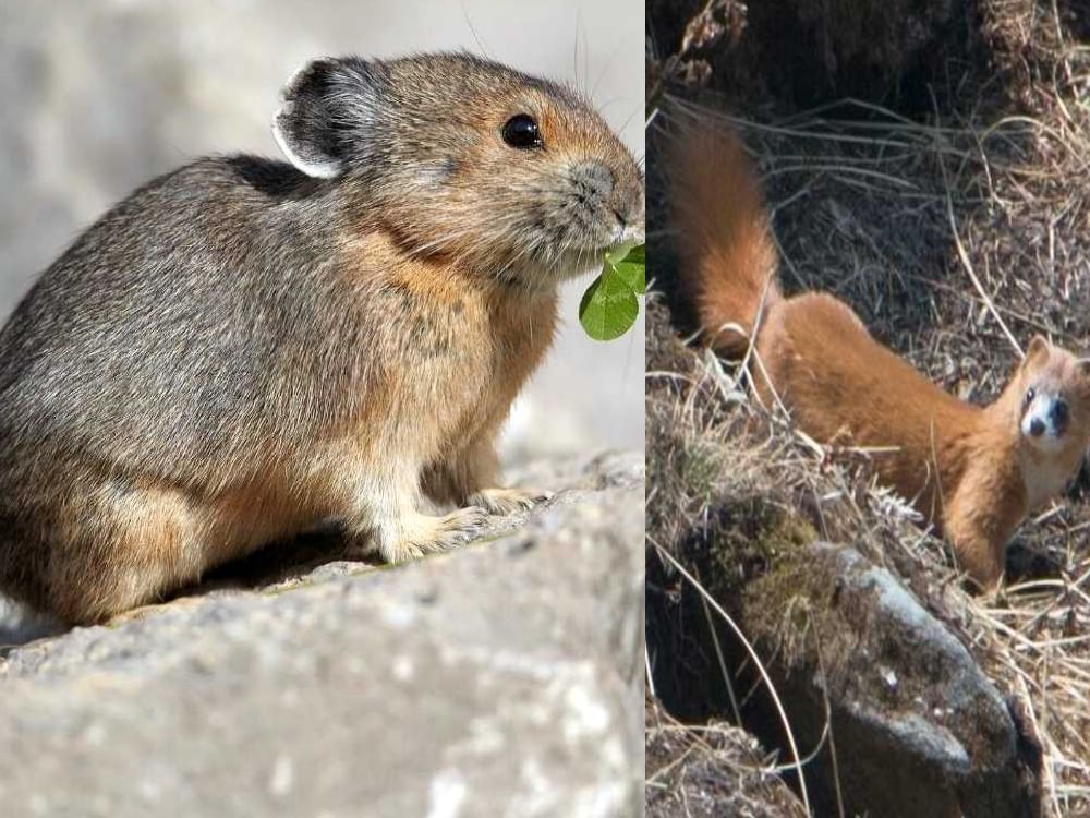 Rare Creatures Found In Pithoragarh - पिथौरागढ़ में दिखा दुर्लभ हिमालयन ...