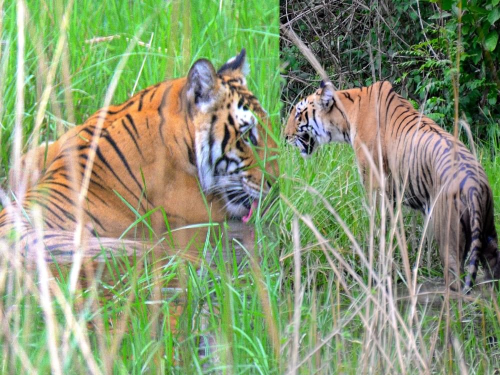 Pics:गर्मी से बौखलाई जंगल की रानी को राहत दे गया पानी - Tigress Angry ...