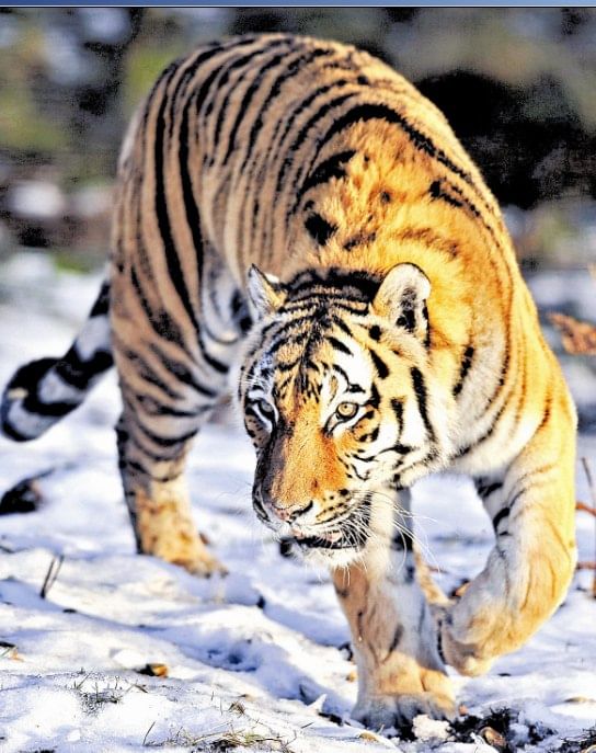 Tiger Found On 14 Thousands Feet, Highest Living In Himalaya. - पहली ...
