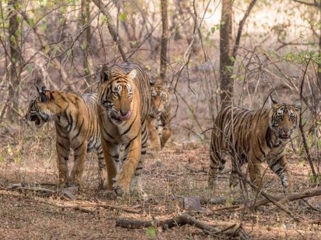 Tiger Found On 14 Thousands Feet, Highest Living In Himalaya. - पहली ...