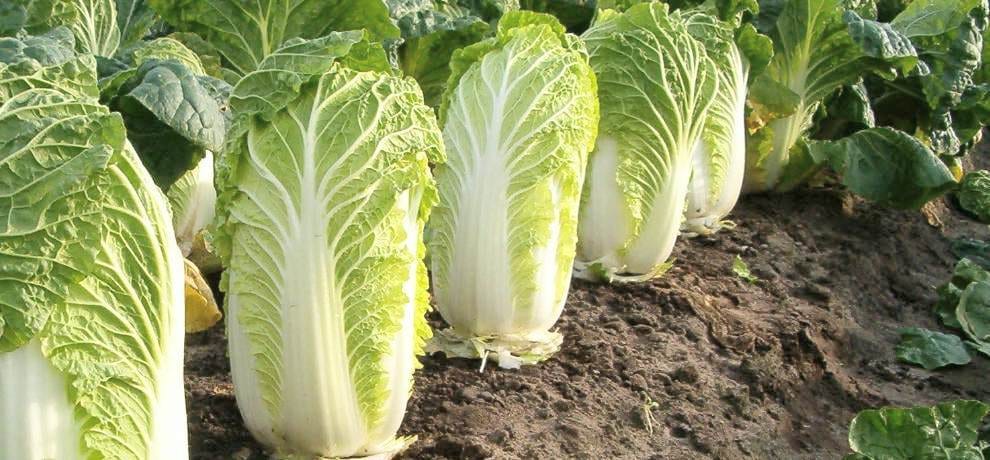Agriculture, Farming, Right Time To Grow Cabbage Vegetable - गोभी की ...