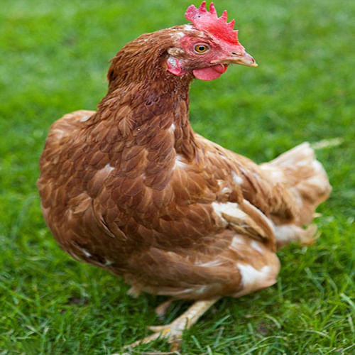 World's Richest Chicken Gigoo - अपनी गाड़ी में घूमती है ये 'मुर्गी ...