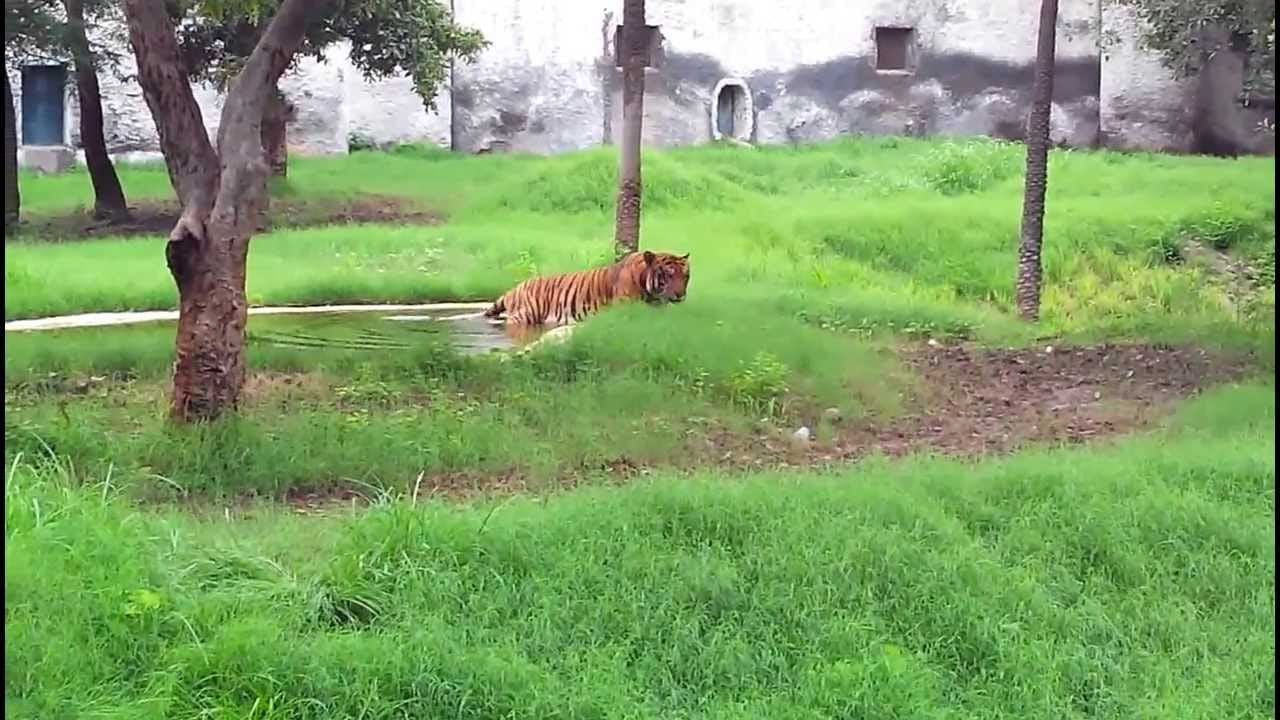 Animals Life In Chhatbir Zoo Zirakpur - देखिए एक जंगल, जहां चलता है ...