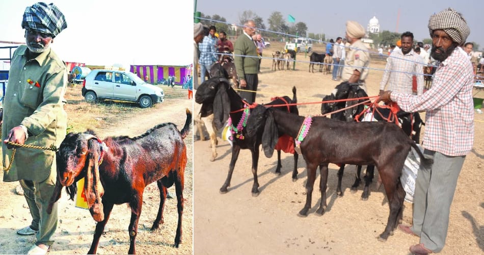 Dairy Goat Center Of Attraction At The Fair In Mohali - ये 'बकरा' है ...