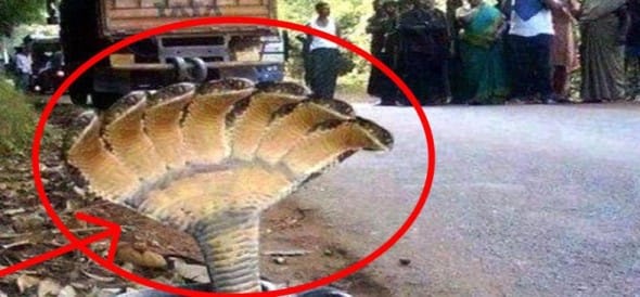 Truth Behind 7 Head Snake In India - सड़क किनारे दिखा '7 मुंह वाला सांप ...