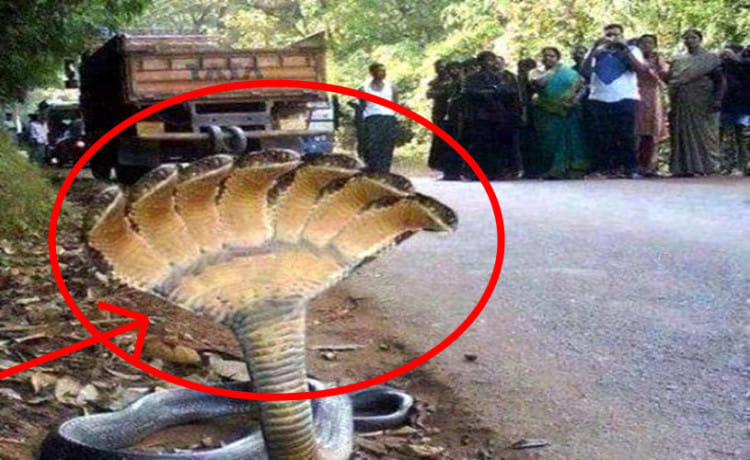 Truth Behind 7 Head Snake In India - सड़क किनारे दिखा '7 मुंह वाला सांप ...