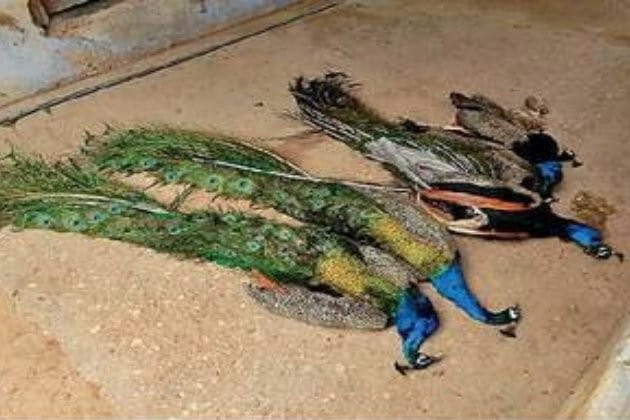 Dead Peacock Found In Pratapgarh - तीन मोर मृत मिले - Amar Ujala Hindi ...