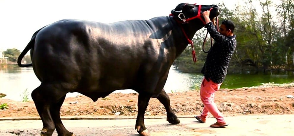 Unique Buffalo, Super Bull Of India Yuvraj, Two And A Half Million ...