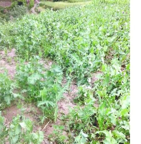 Afeem Plant Destroy In Chourghaty - चौहारघाटी में अफीम के पौधे नष्ट ...