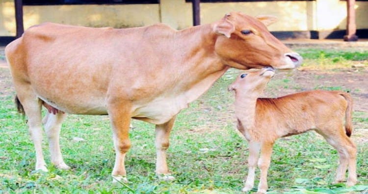 Vechur Cow Protect From Cancer - कैंसर के लिए फायदेमंद है इस गाय का दूध ...