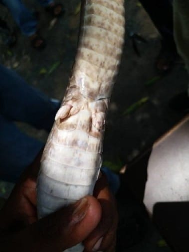 Cobra With Vestigial Legs Found In Telangana, This Rare Species ...