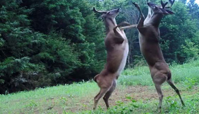 Watch Bizarre Slap Fight Between Two Deer By Tennessee Wildlife ...
