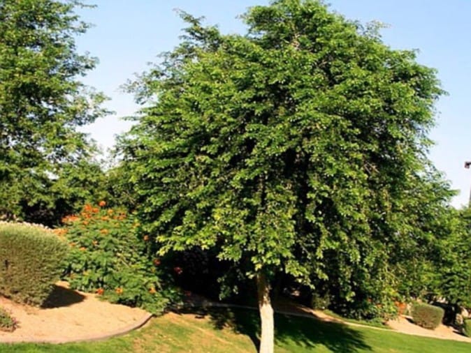 225 Years Old Shisham Tree Revealing In President House Delhi ...