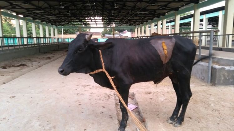 Operation Of Calf In Front Of Pm Modi, His Death - बनारस में पीएम मोदी ...