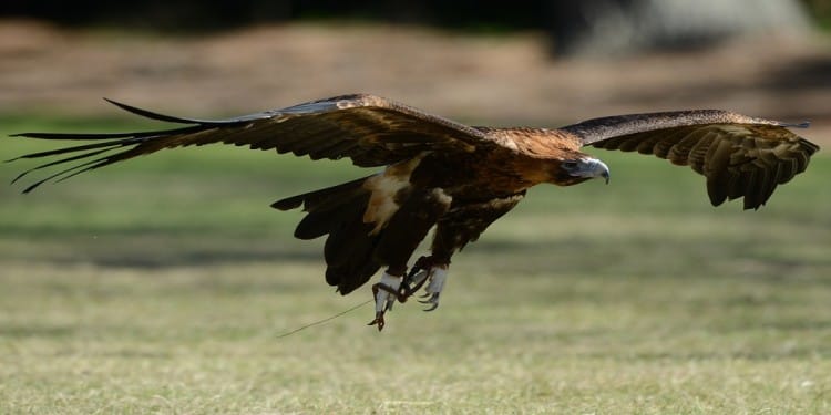 Bsf Caught Suspicious Hawk Loaded With Some Device Came From Pakistan-s ...