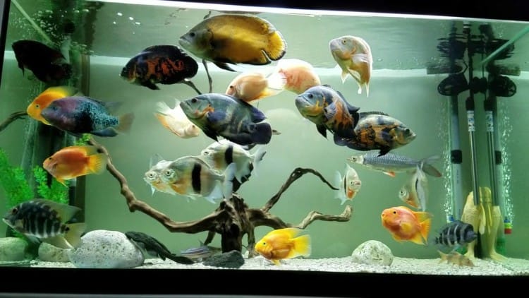 According To Vastu Keep Fish In The House Are Auspicious - घर में ...