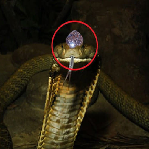 Naag Mani And Mani Dhari Naag Is Reality Or Myth - नागमणि की असलियत से ...