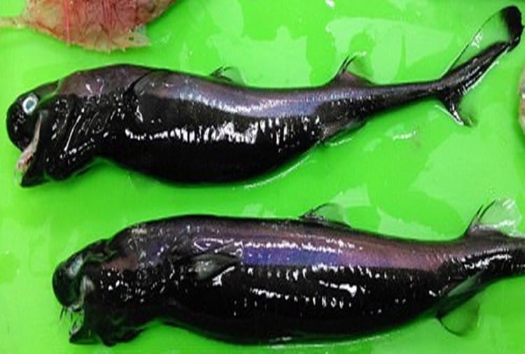 Shocking Creature Found In Taiwan Called Hell Fish - ये है 'नर्क की ...