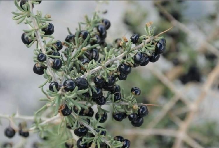 Cancer Saving Plant - वैज्ञानिकों ने कैंसर पीड़ितों के लिए की ...