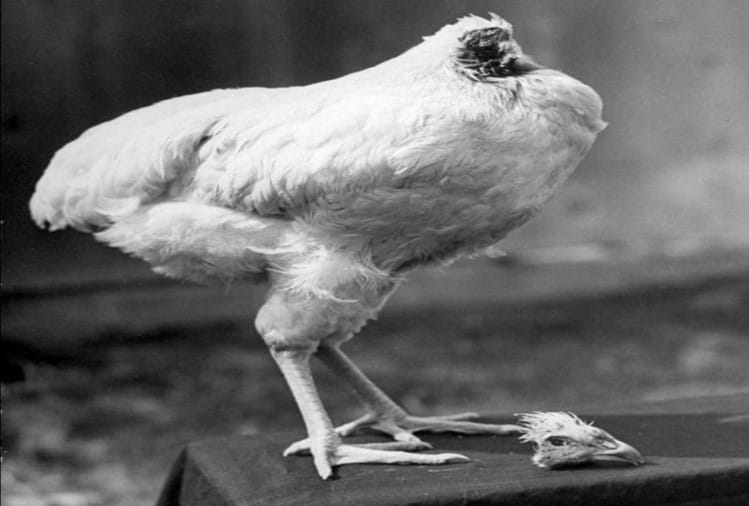 The Headless Chicken Lived Without Head Since One And Half Year - क्या ...