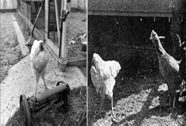The Headless Chicken Lived Without Head Since One And Half Year - क्या ...