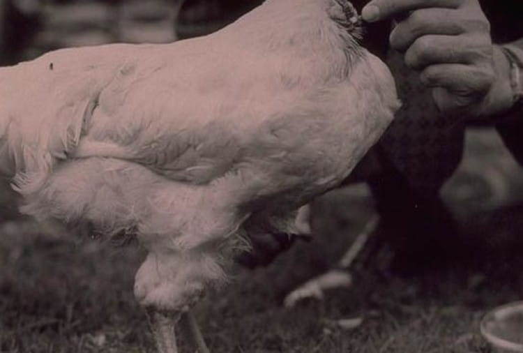 Know How This Headless Chicken Lived For 18 Months - जानिए कैसे 18 ...
