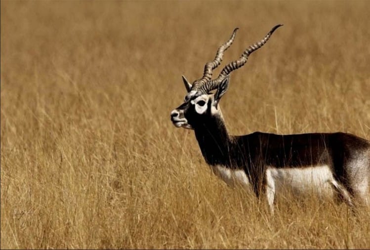 Black Buck Found Died In Akbar Tomb Agra - अकबर टॉम्ब स्मारक में काले ...