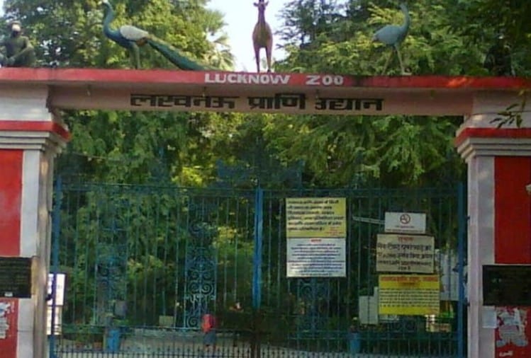 Hukku Monkey Will Come From Shillong In Lucknow Zoo - लखनऊ जू में हो ...