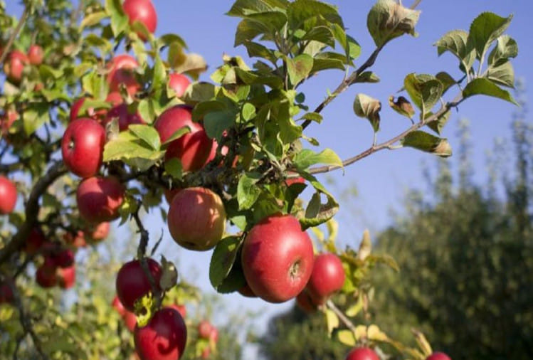 Apple Tree First Grow In Kazakhstan, Then Rest Of The Country - सबसे ...