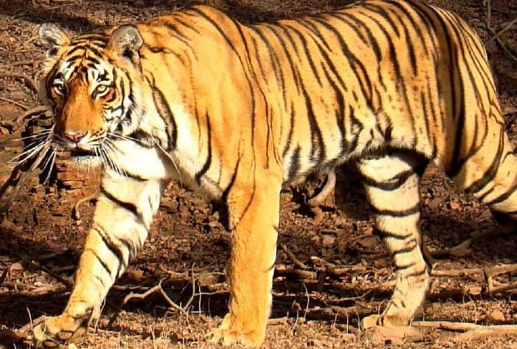 Dehradun: Tigers Reached Rajaji Tiger Reserve From Jim Corbett Under ...