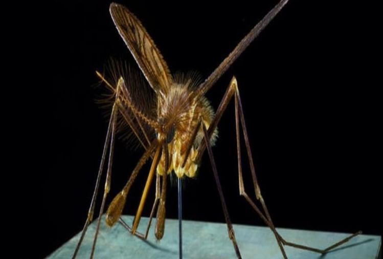 Scientist Discovered The Worlds Biggest Giant Mosquito In China - इस ...