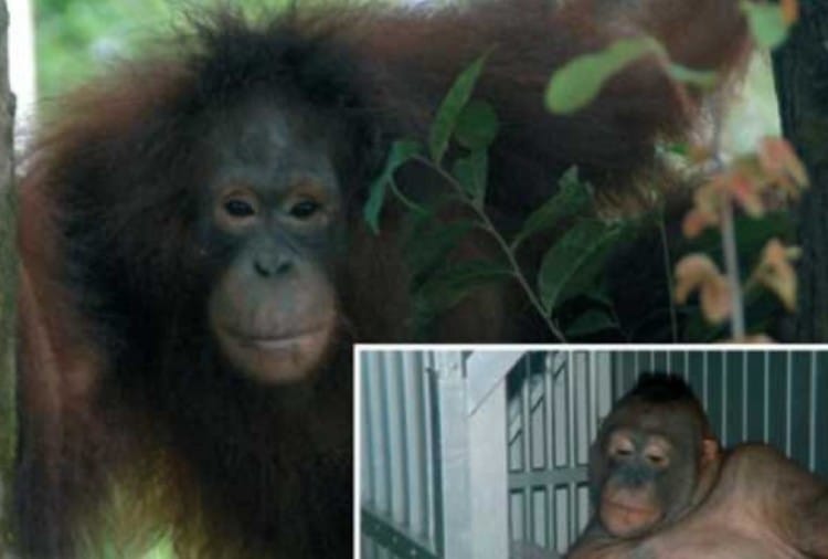 Weird Rape Story Strange Chimpanzee Prostitution News Indonesia - बड़ी ...