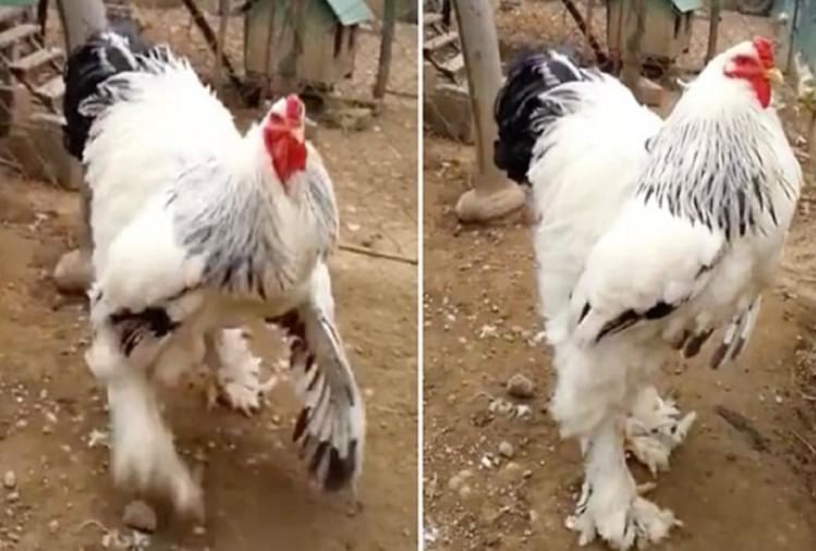Worlds Largest Chicken Merakli Came In Front After A 1400 Kg Of Giant ...