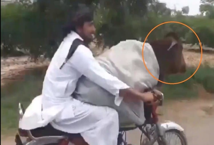 Pakistani Man Rides Motorcycle With A Cow Sitting In Front Of Him Video ...