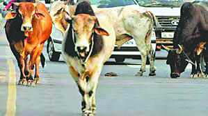 Relief To The Farmers, Now The Village-village Open Cow Protection ...