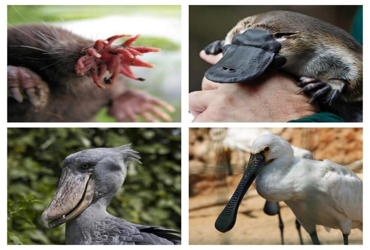 Weird Faced Creatures In The World They Are Looking Like The Creatures ...