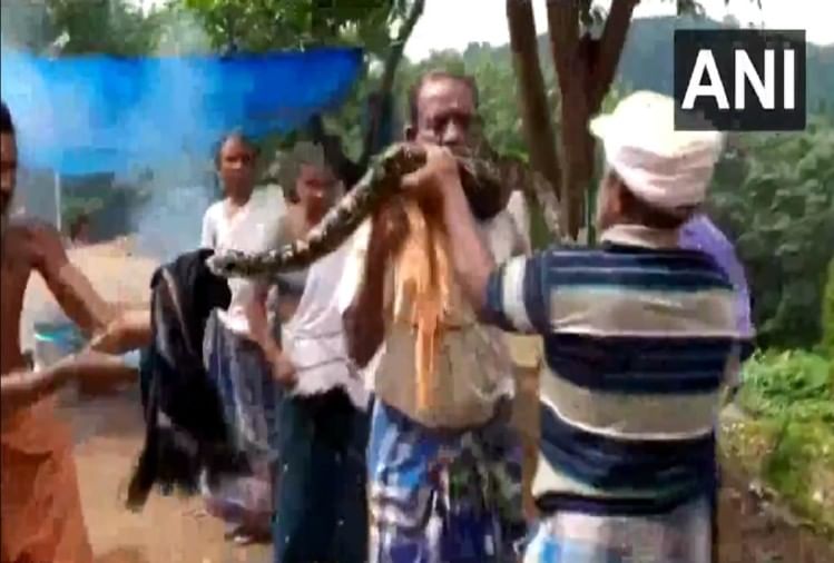 Man Was Rescued From A Python By Locals After Snake Constricted His ...