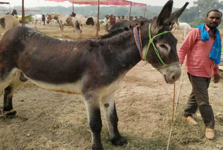 काजू-बादाम व देशी घी खाता है ये गधा, कीमत 4.5 लाख रुपये - Donkey Rupees ...