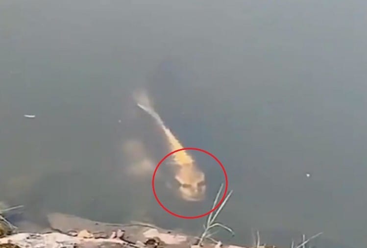 Human Face Fish Spotted In A Lake In China Video Viral In Social Media ...