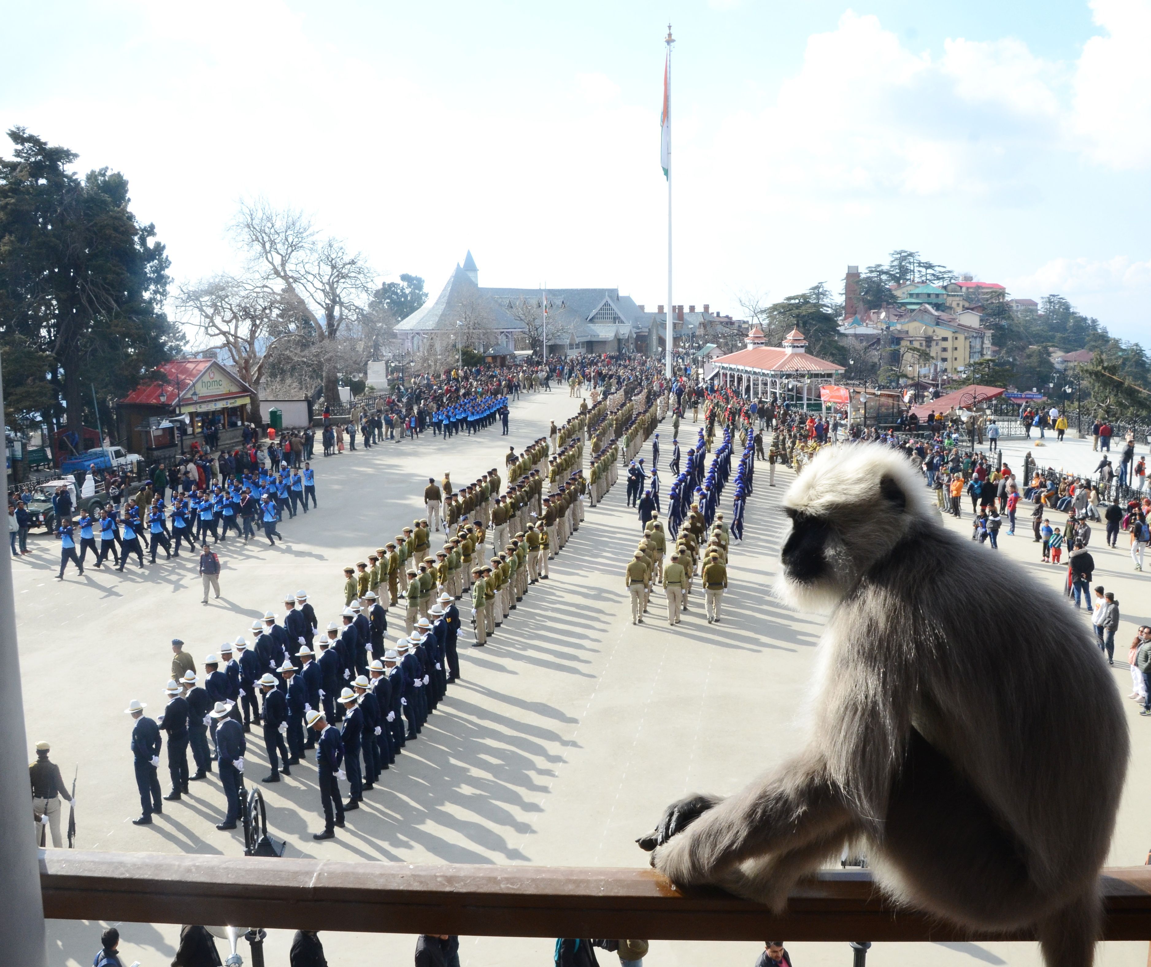 Shimla Monkey - Shimla News - पुलिस परेड में घुस गई कुत्तों की टोली ...