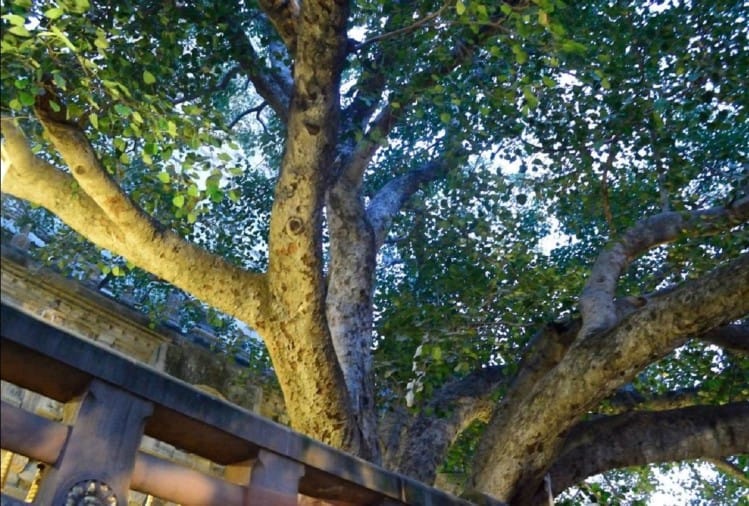 History Of Bodhi Tree The Ancient Sacred Tree In Bodh Gaya - जिस पेड़ ...