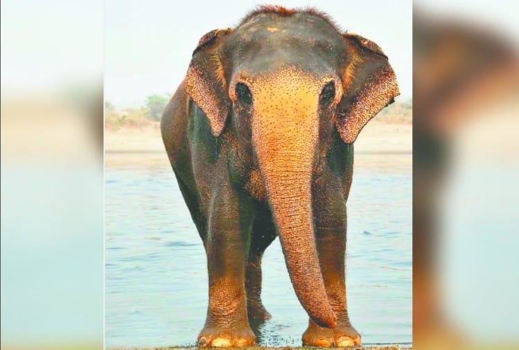 हाथी संरक्षण केंद्र में ‘फूलकली’ के नए जीवन के आठ साल पूरे, दर्दभरी है ...