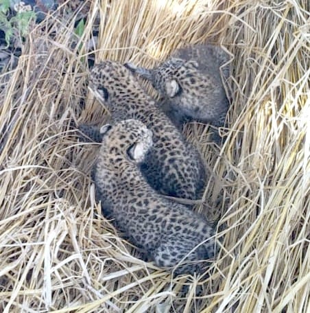 Three Cubs Of Guldar Found In The Field - खेत में गुलदार के तीन शावक ...