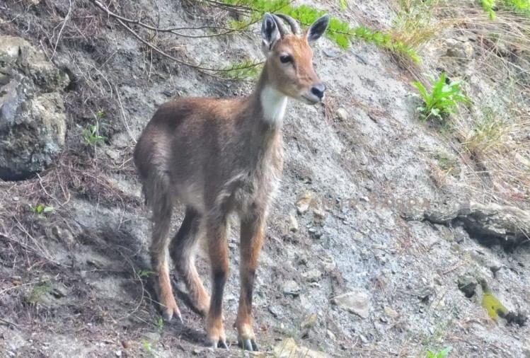 Himalayan Ghoral Image Captured By Research Students In Lahaul Spiti ...
