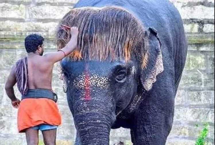 This Sengamalam Elephant Of Tamil Nadu, With Bob Cut Hair, Went Viral ...